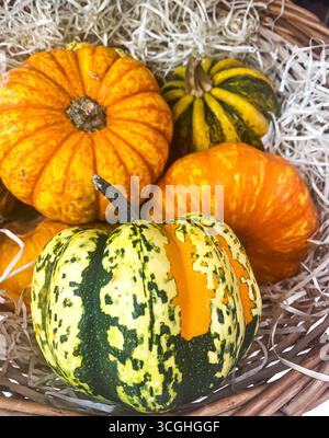 Wicker basket with colorful pumpkins and gourds for Halloween and ...