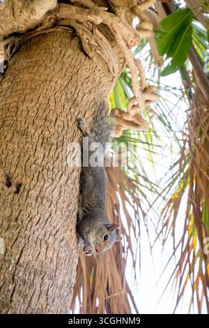gray squirrel holding on to a tree with bokeh background Stock Photo ...
