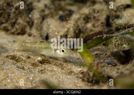 Rainwater Killifish on sandy bottom of spring Stock Photo - Alamy