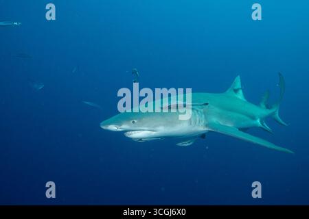 Lemon shark swimming in blue ocean Stock Photo - Alamy