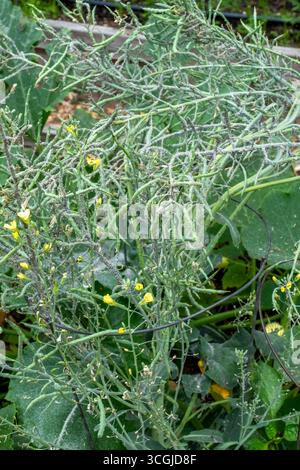 Issaquah, Washington, USA. Kale gone to seed, covered with aphids Stock ...