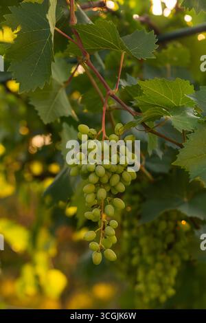 A close-up shot of green grapes on a table isolated with blurred ...