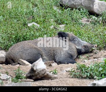 Wildschwein in freier Natur im Fruehling Wildschwein in freier Natur ...