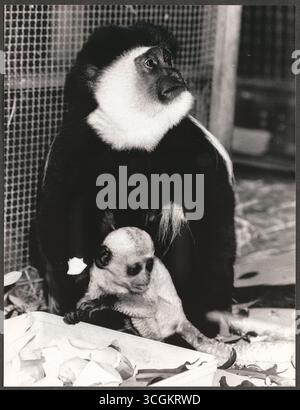 Köln-Riehl: Kölner Zoo, Affen - Zoo Stock Photo - Alamy