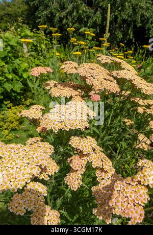 Close up of pink achilleas asteraceae achillea millefolium plant ...