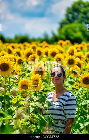 A beautiful sunflower field in the countryside under a clear sky Stock ...