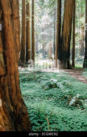 Peering through a trove of Redwood Trees in Muir Woods Stock Photo - Alamy