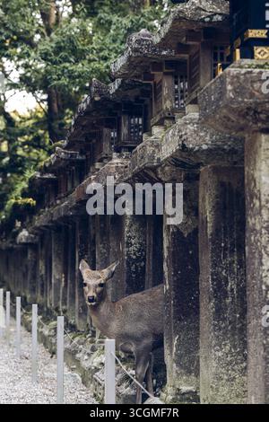 A vertical shot of a stone lantern in the Yuanmingyuan Ruins Park ...