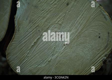 Trunk tree cross section with xylem. Optical microscope X100 Stock ...