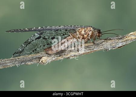 Detail of a spotted giant lacewing, olystoechotes punctata, a rare ...