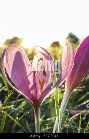 The autumn crocus, Colchicum autumnale, is the most well-known plant ...