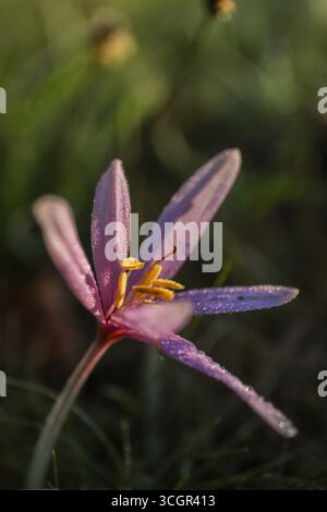 The autumn crocus, Colchicum autumnale, is the most well-known plant ...