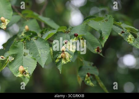 Tetraneura ulmi elm sack gall aphid also known as fig gall, is a ...