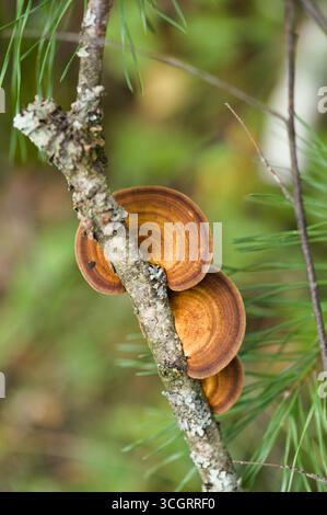 The Rusty Gilled Polypore, a wood decay fungus that causes a brown rot ...