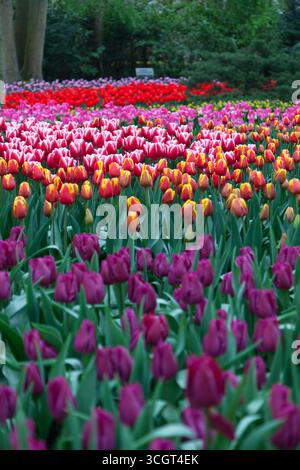 Spring tulip garden field of pinks and purples by bench Stock Photo - Alamy