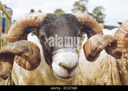 Sheep judging evaluates breed standards, conformation, wool quality ...