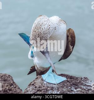 Blue-footed boobies, known for their bright blue feet and quirky mating ...