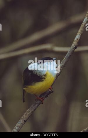 The white-throated manakin is a vibrant bird of Central America, known ...