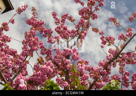 Lush blooming pink sakura blossoms. Spring Background image with ...