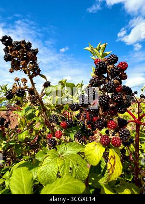 brambles growing wild in the countryside Stock Photo - Alamy