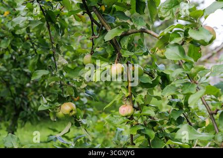 Unripe green apples cluster on a tree Stock Photo - Alamy