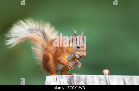 A closeup shot of a red squirrel eating nuts Stock Photo - Alamy