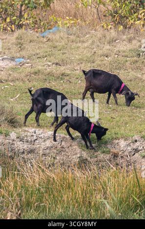 A group of black goats grazing on green grass in the meadow Stock Photo ...