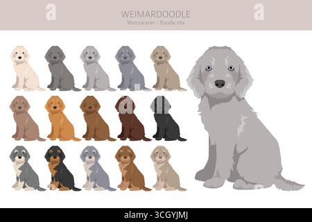 Weimardoodle clipart. Weimaraner Poodle mix. Different coat colors set ...