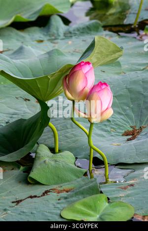 Beautiful two lotus flower in the pond Stock Photo - Alamy