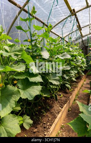Tomato plant growing in a polytunnel Stock Photo - Alamy