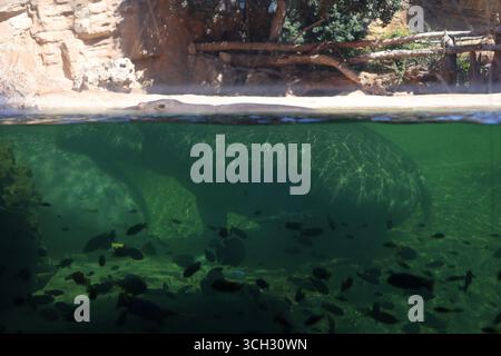 A hippo and many species of fish inside a transparent tank in an ...