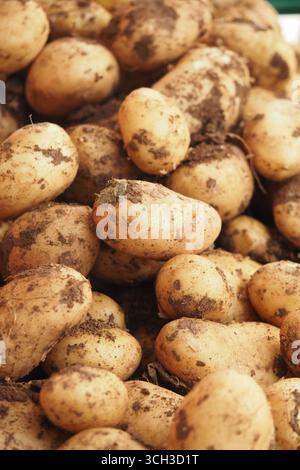fresh potatoes from farm in bamboo bowl from top angle at day Stock ...