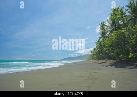 Playa Carate beach at the Osa peninsula in Costa Rica Stock Photo - Alamy