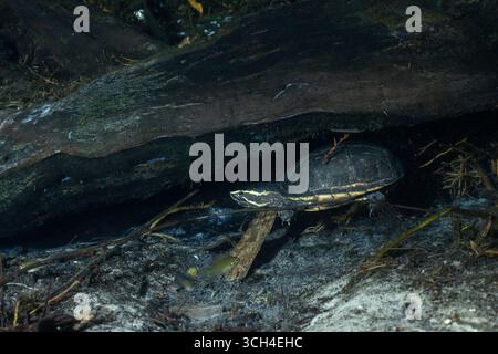 Common musk turtle underwater in a clear spring Stock Photo - Alamy