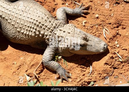 Alligators have a long, rounded snout that has upward facing nostrils ...