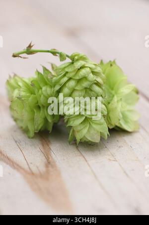 Hop cones (Humulus lupulus) in wild form on a bush in autumn Stock ...