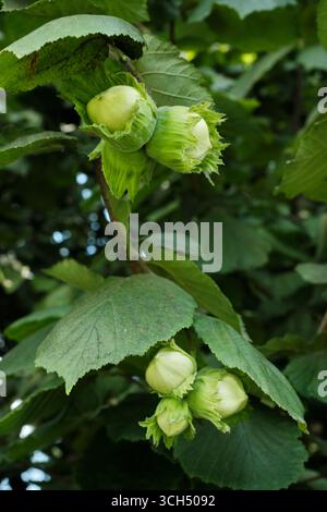 Close-up of hazelnuts ripening on hazel bush in garden during growing ...
