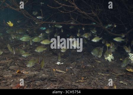 School of bluegill underwater by fallen tree Stock Photo - Alamy