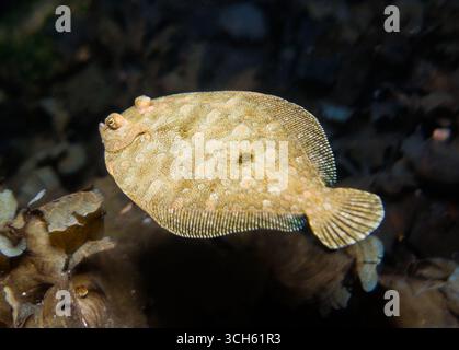 Wide-eyed flounder swimming at night Stock Photo - Alamy