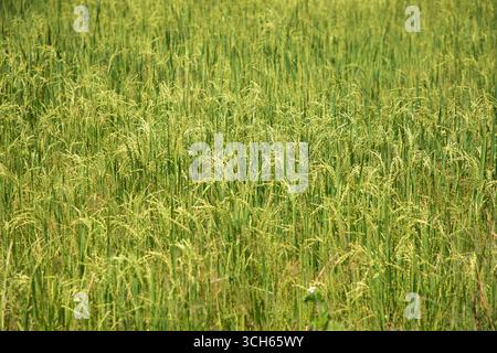 rice spikelet inflorescence. Close-up to green rice seeds in ear of ...