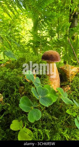 background of mushrooms. boletus against the background of moss Stock ...