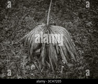 Fallen palm frond on the floor of pristine tropical rainforest in the ...