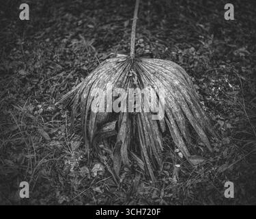 Fallen palm frond on the floor of pristine tropical rainforest in the ...