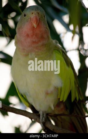 the princess Alexandras parrot has a pink neck and a light blue head ...