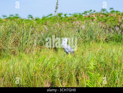 Shoebill in Uganda in the swamp Stock Photo - Alamy