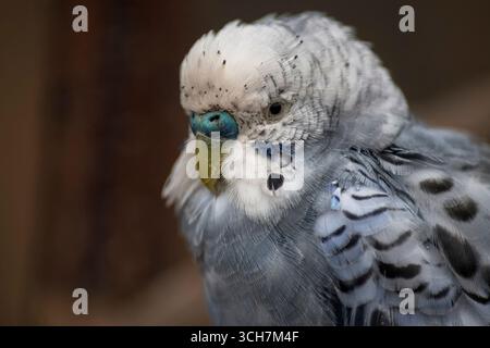 The Budgerigar (Melopsittacus undulatus), also known as the Common ...