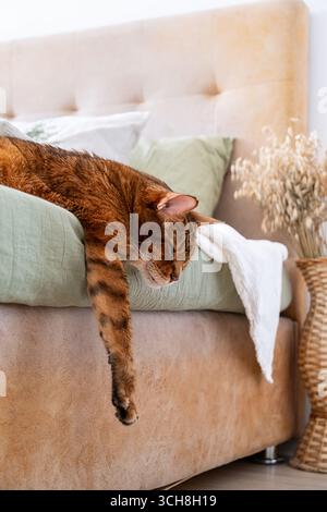 Siamese cat resting on striped bedding in sunlight. Domestic calm, pet ...
