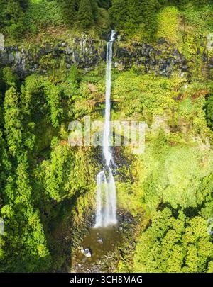 The forest of Grena, Sao Miguel island, Azores Stock Photo - Alamy