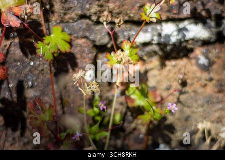 typical Devon country wall with lichen Stock Photo - Alamy