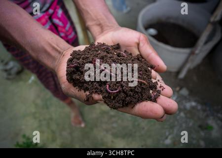 Hand holding compost with redworms. A farmer showing the worms in his ...